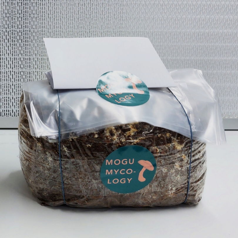 Lion's Mane Grow Kit - 2.5 kg – MOGU Amsterdam